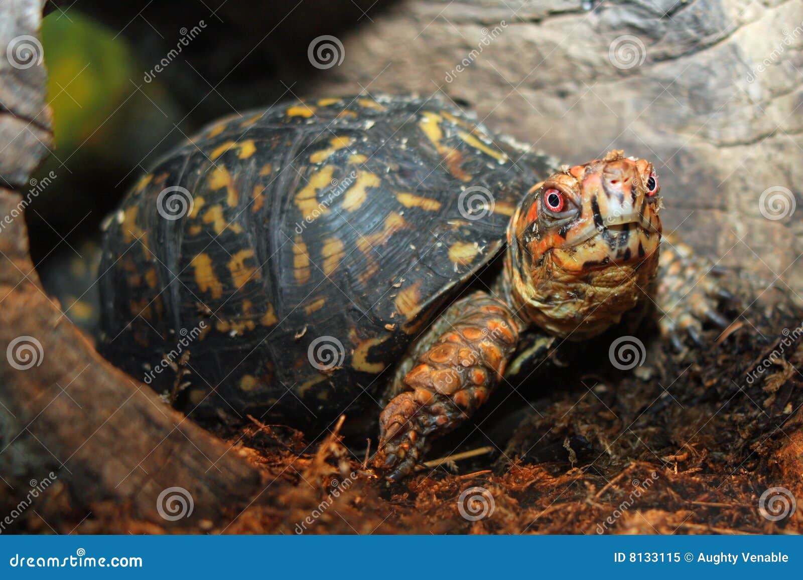 Eastern Box Turtle stock image. Image of animal, eastern - 8133115