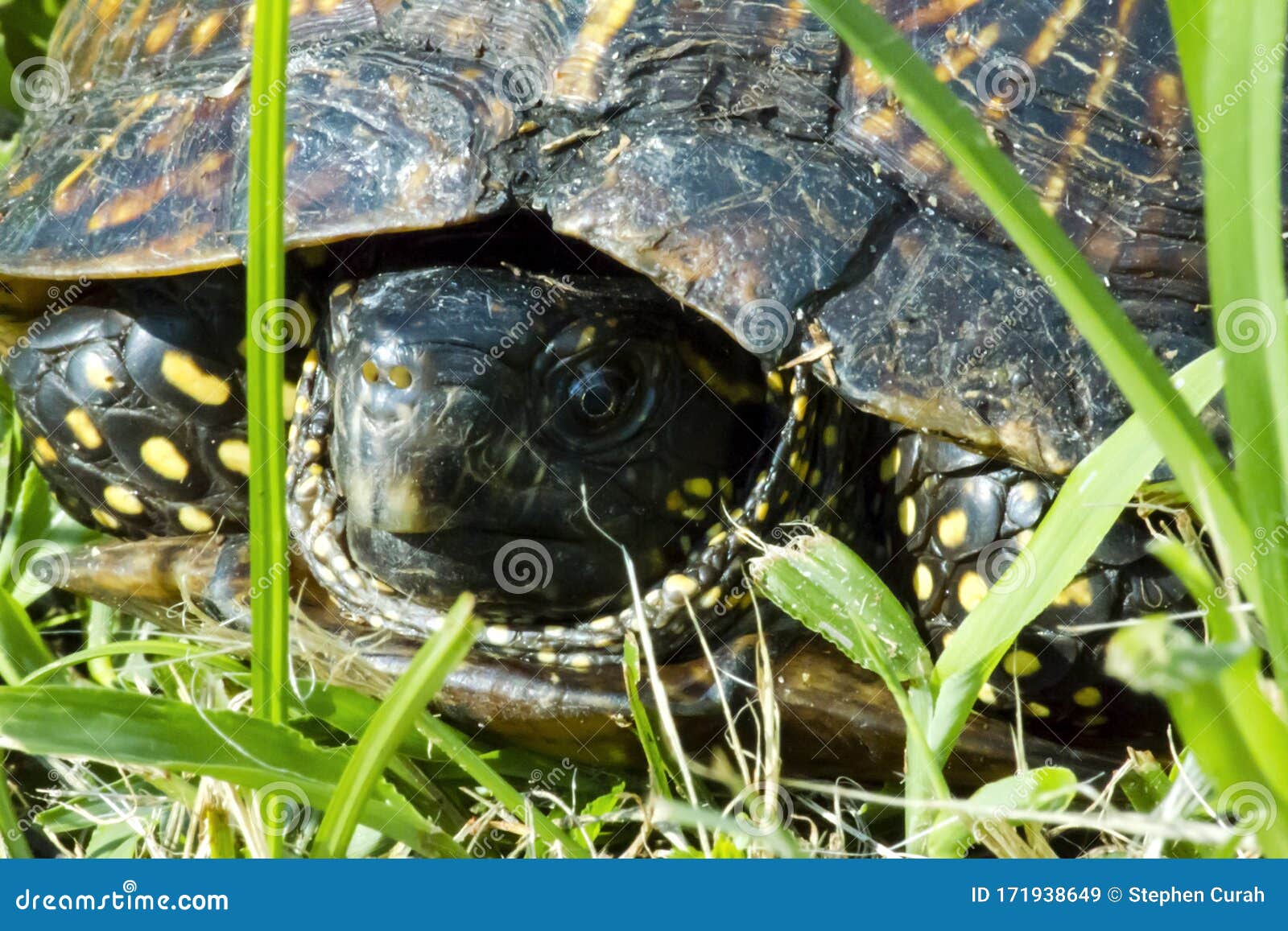 Eastern Box Turtle Hiding in Its Shell Stock Image - Image of head ...