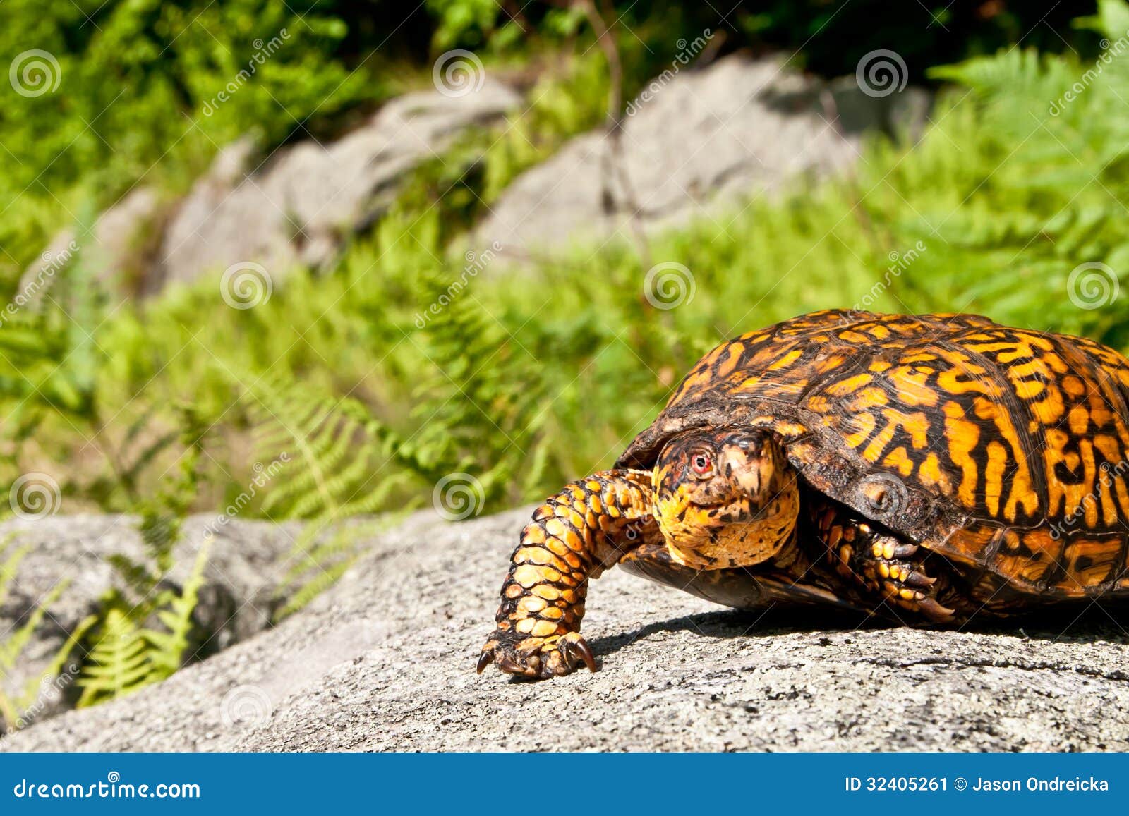 Eastern Box Turtle Royalty-Free Stock Photography | CartoonDealer.com ...