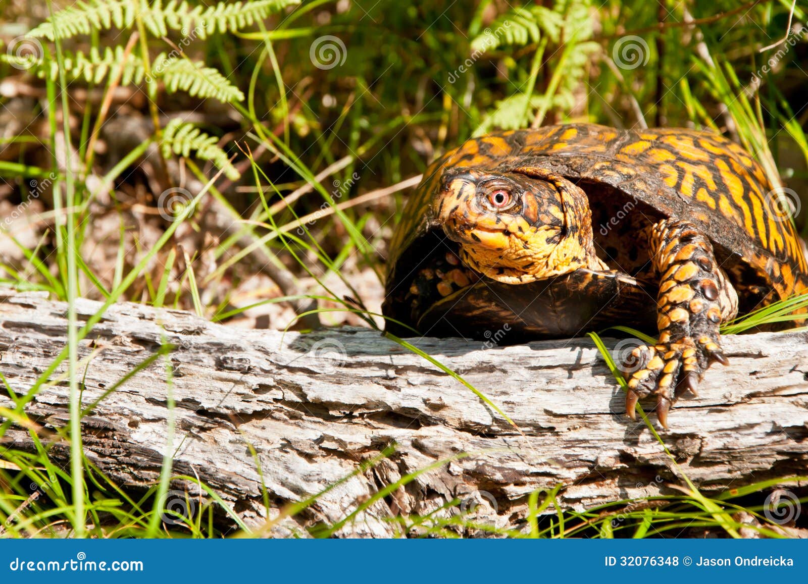 Eastern Box Turtle stock photo. Image of climbing, active - 32076348