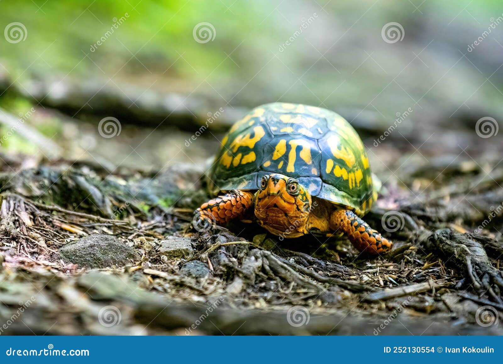 Eastern Box Turtle Close Up Portrait in the Woods Stock Photo - Image ...