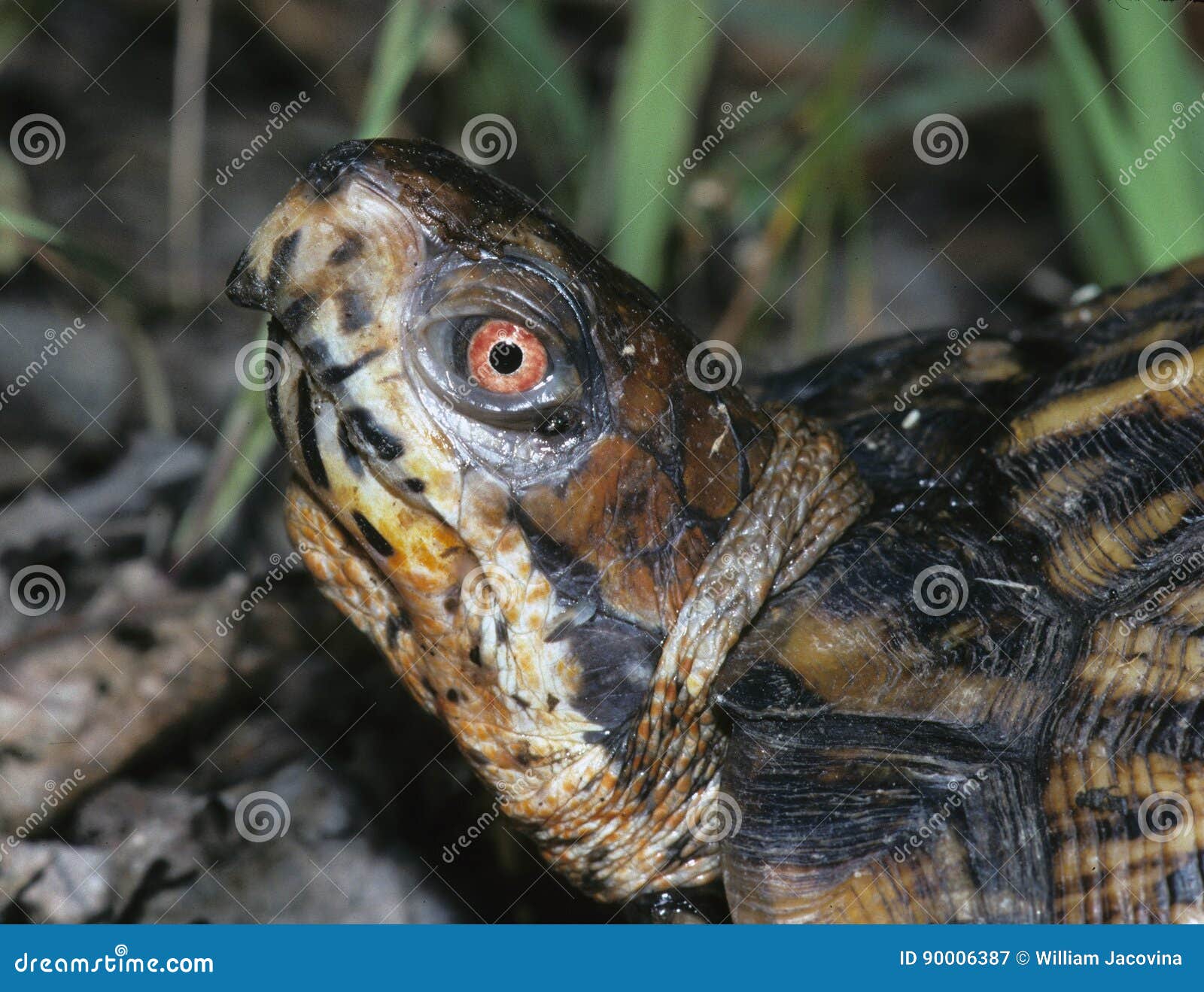 Eastern Box Turtle stock image. Image of male, head, multi - 90006387