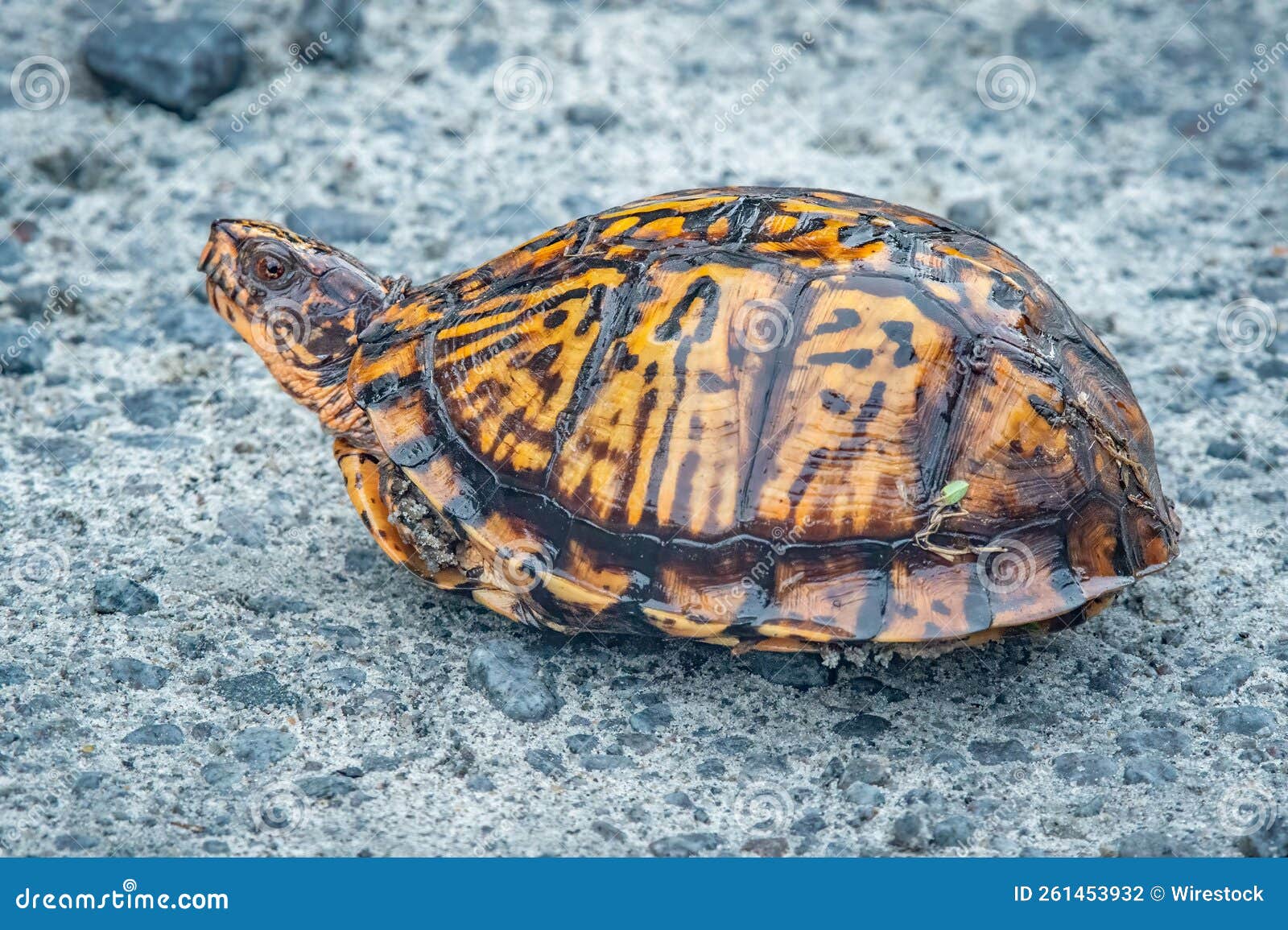 Eastern Box Turtle on the Ground Stock Photo - Image of wildlife ...