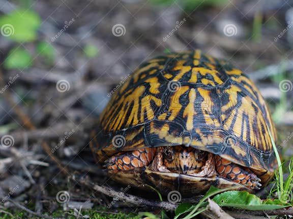 Eastern Box Turtle stock image. Image of nature, wildlife - 73004575