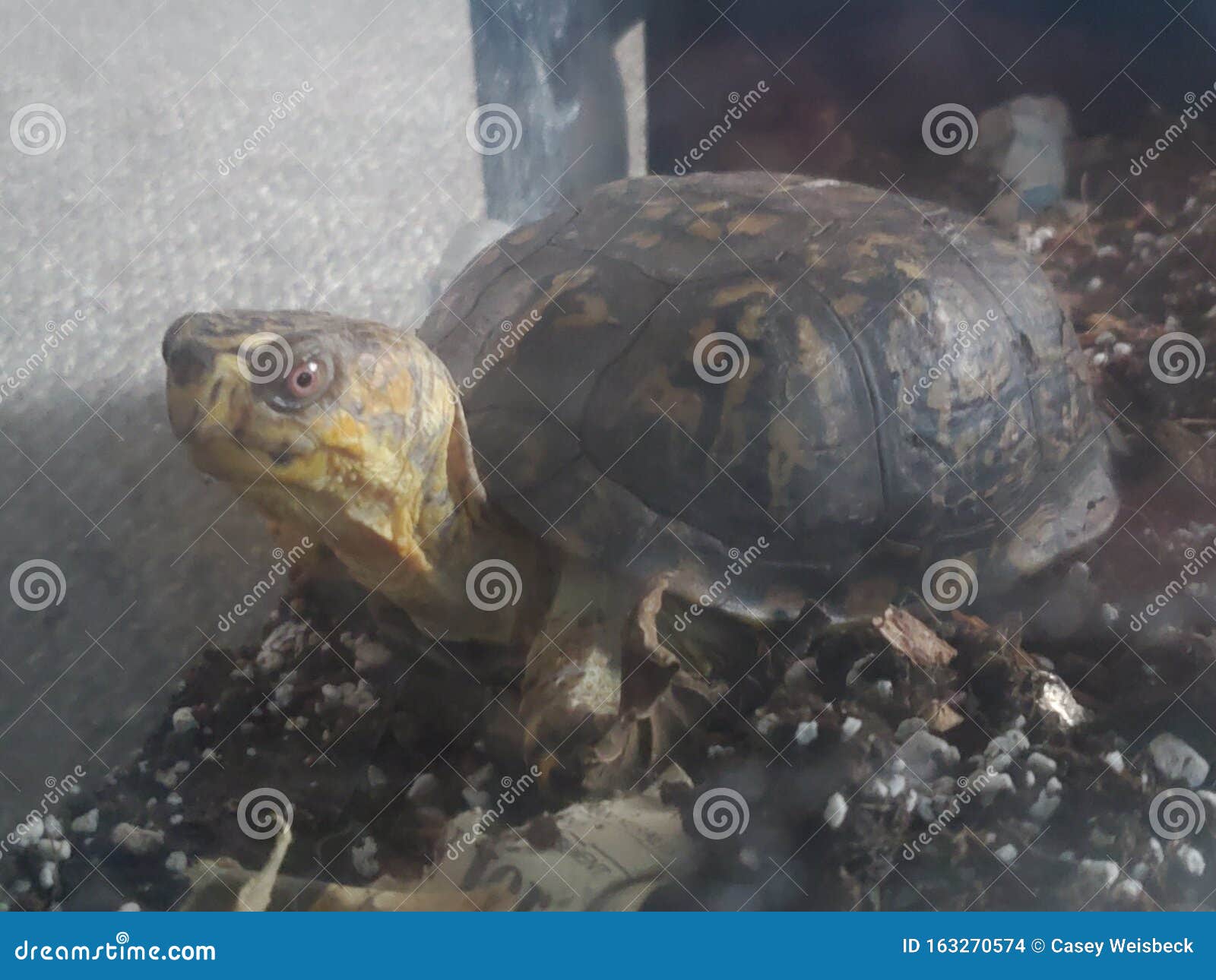 Eastern Box Turtle Pennsylvania Wild Stock Photo - Image of eastern ...