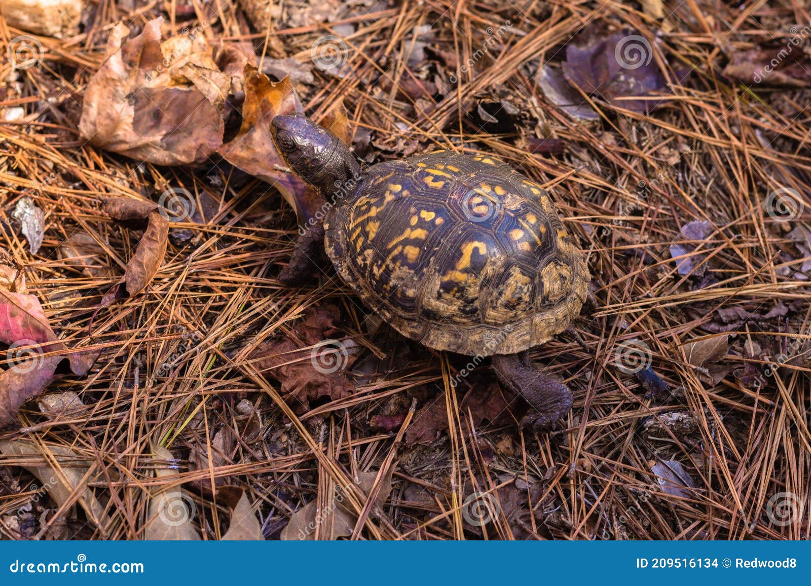 Eastern Box Turtle in Pine Forest Stock Photo - Image of carapace ...