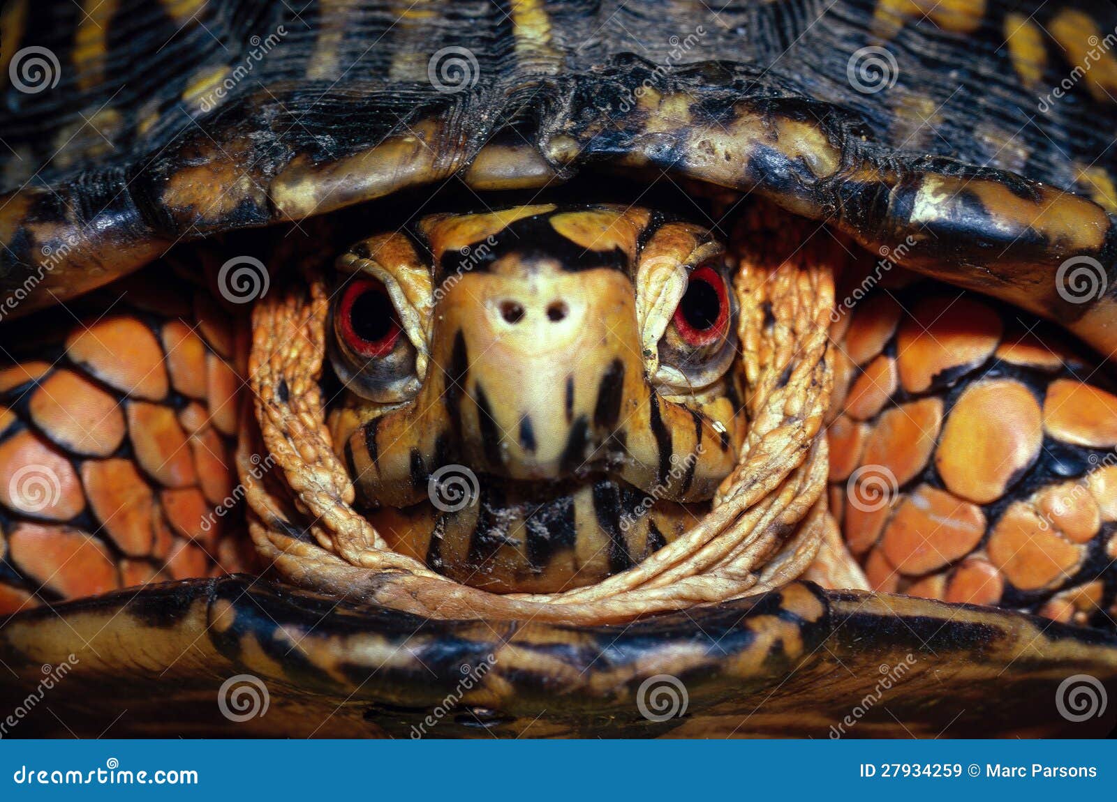 Eastern Box Turtle Portrait Stock Image - Image of nose, scales: 27934259