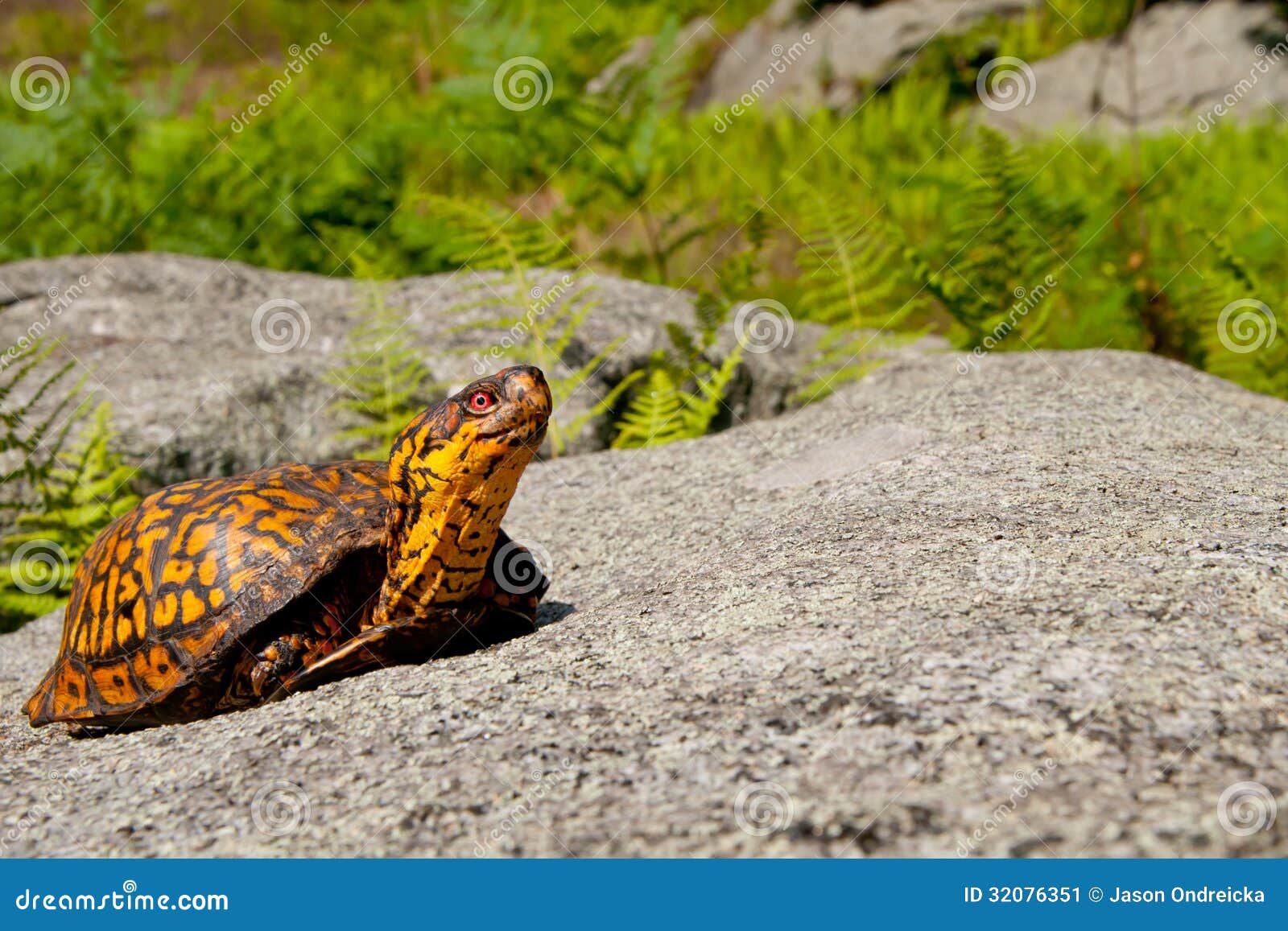 Eastern Box Turtle stock image. Image of comical, expression - 32076351