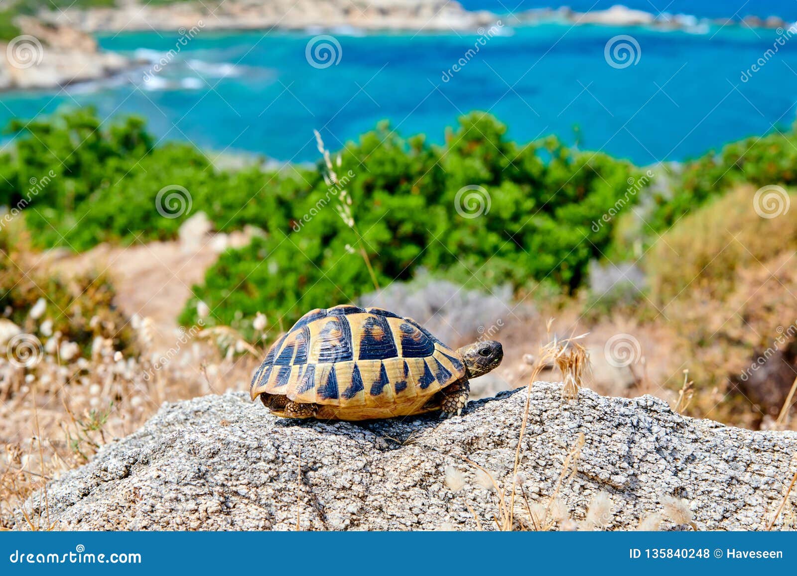 Eastern box turtle on rock stock photo. Image of mediterranean - 135840248