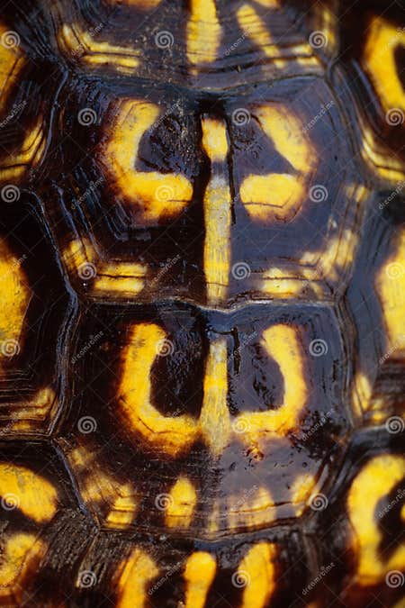 Eastern Box Turtle Shell stock image. Image of plates - 28193709