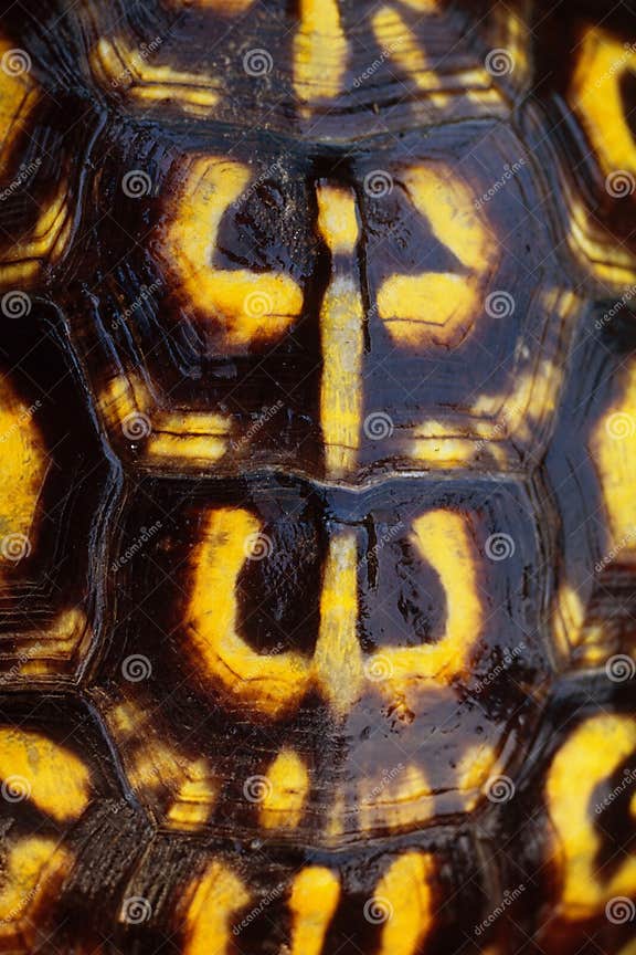 Eastern Box Turtle Shell stock image. Image of plates - 28193709