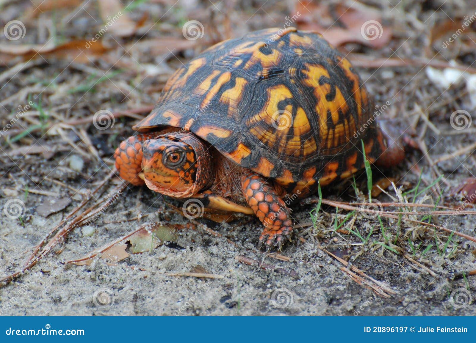 Eastern Box Turtle, Terrapene Carolina Stock Image - Image of orange ...