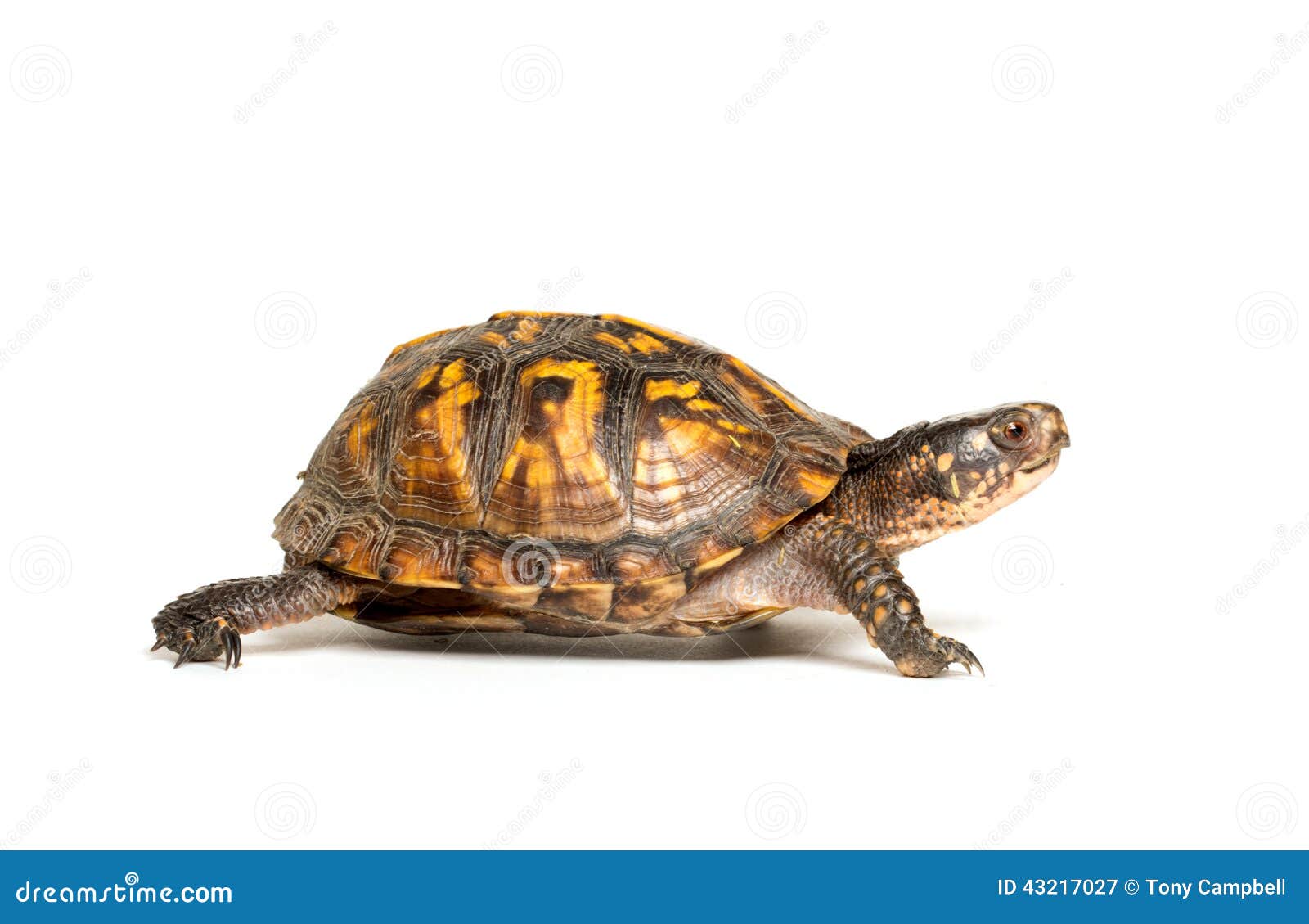 Eastern box turtle stock image. Image of wildlife, terrapene - 43217027