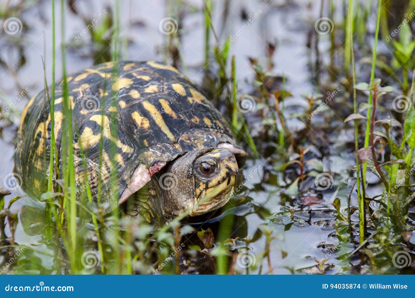 Eastern BoxTurtle stock photo. Image of hing, georgia - 94035874