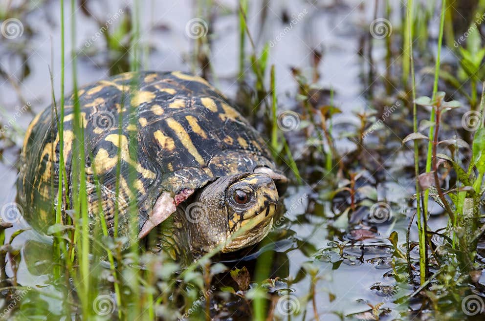 Eastern BoxTurtle stock photo. Image of hing, georgia - 94035874