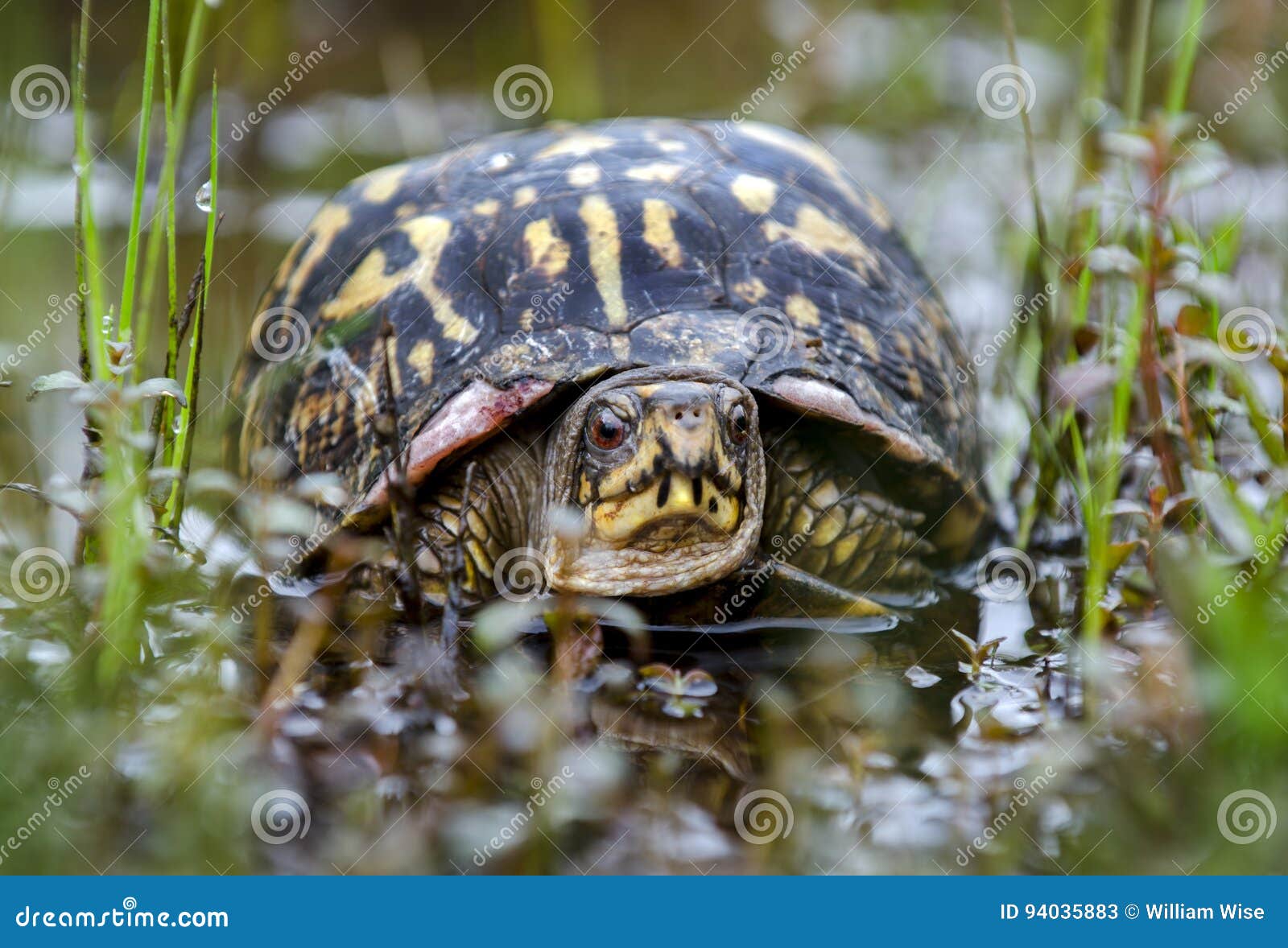 Eastern BoxTurtle stock image. Image of animal, turtle - 94035883