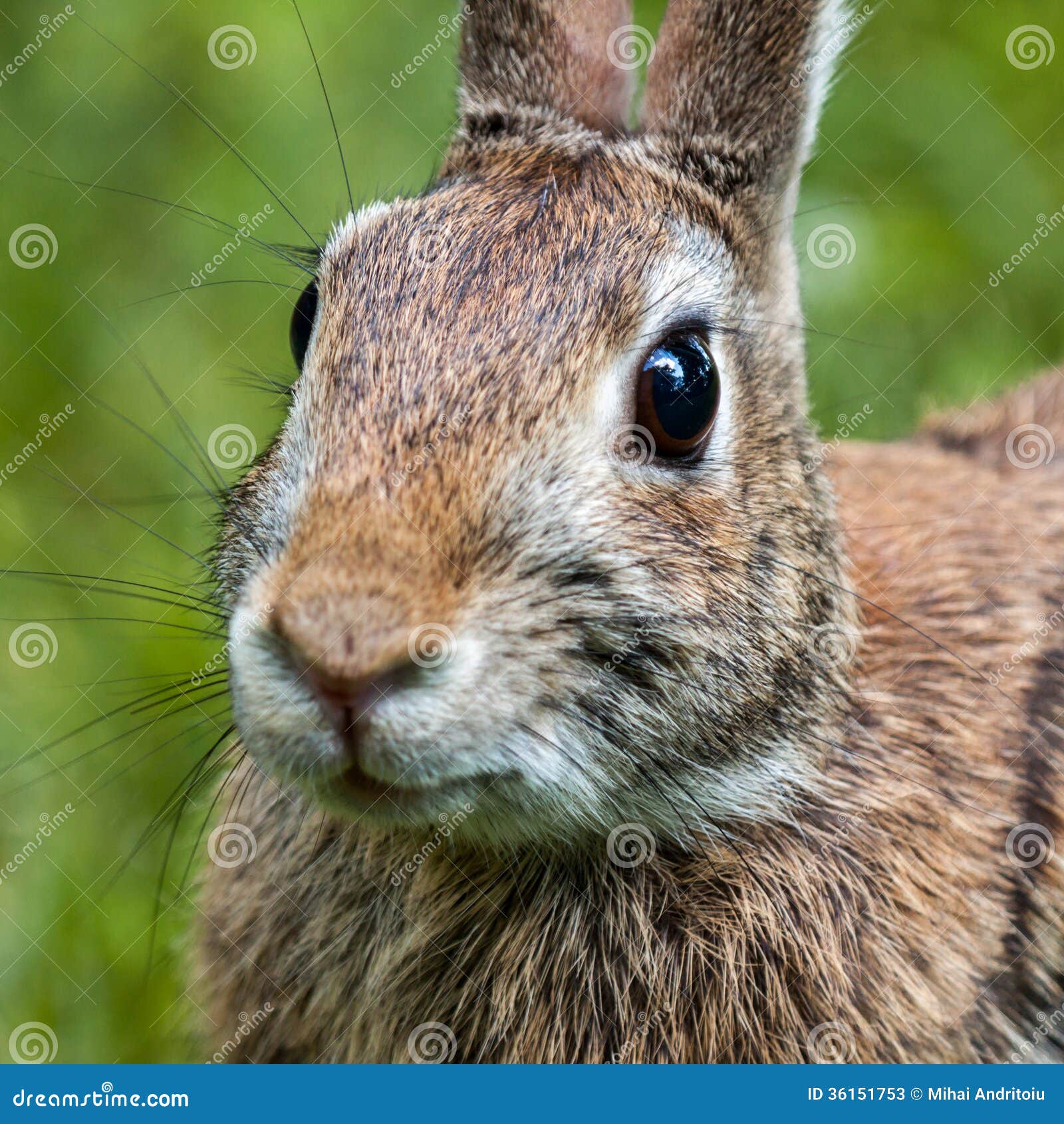 Eastern brown rabbit stock image. Image of food, herbivore - 36151753