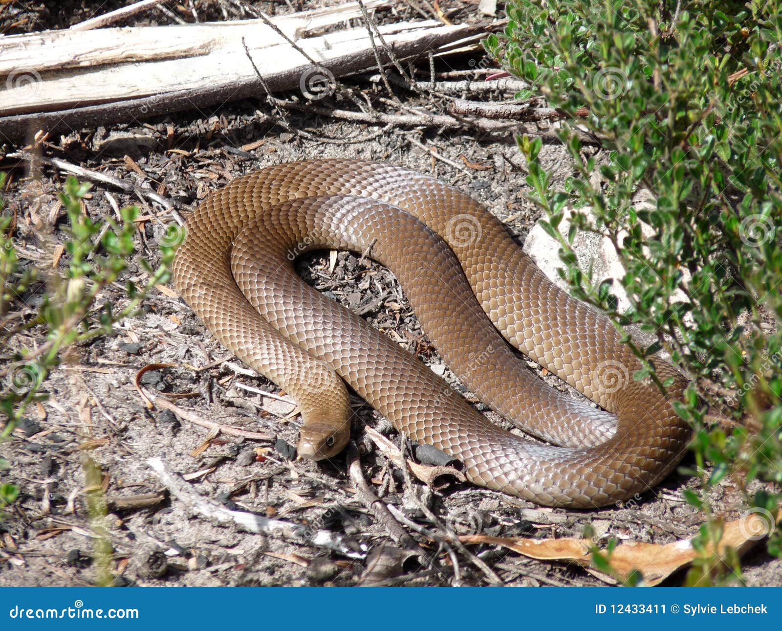 Eastern Brown Snake stock image. Image of animal, snake - 12433411