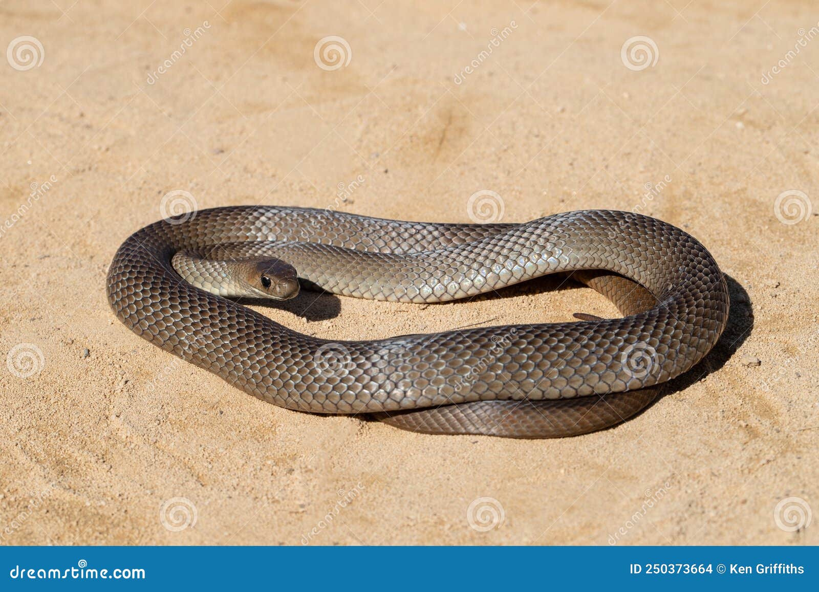 Eastern Brown Snake stock photo. Image of snake, australia - 250373664