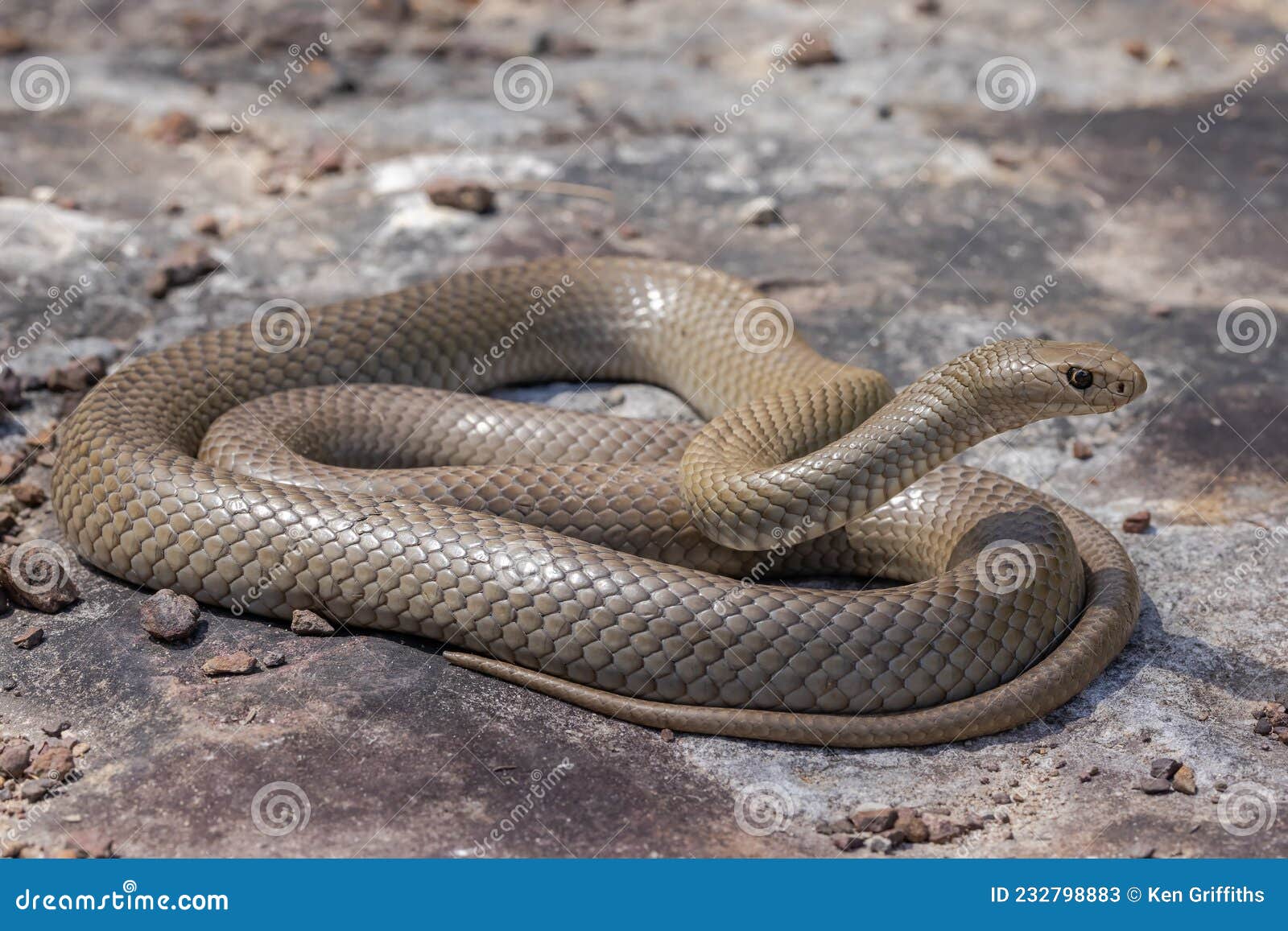 Eastern Brown Snake stock image. Image of eastern, dangerous - 232798883