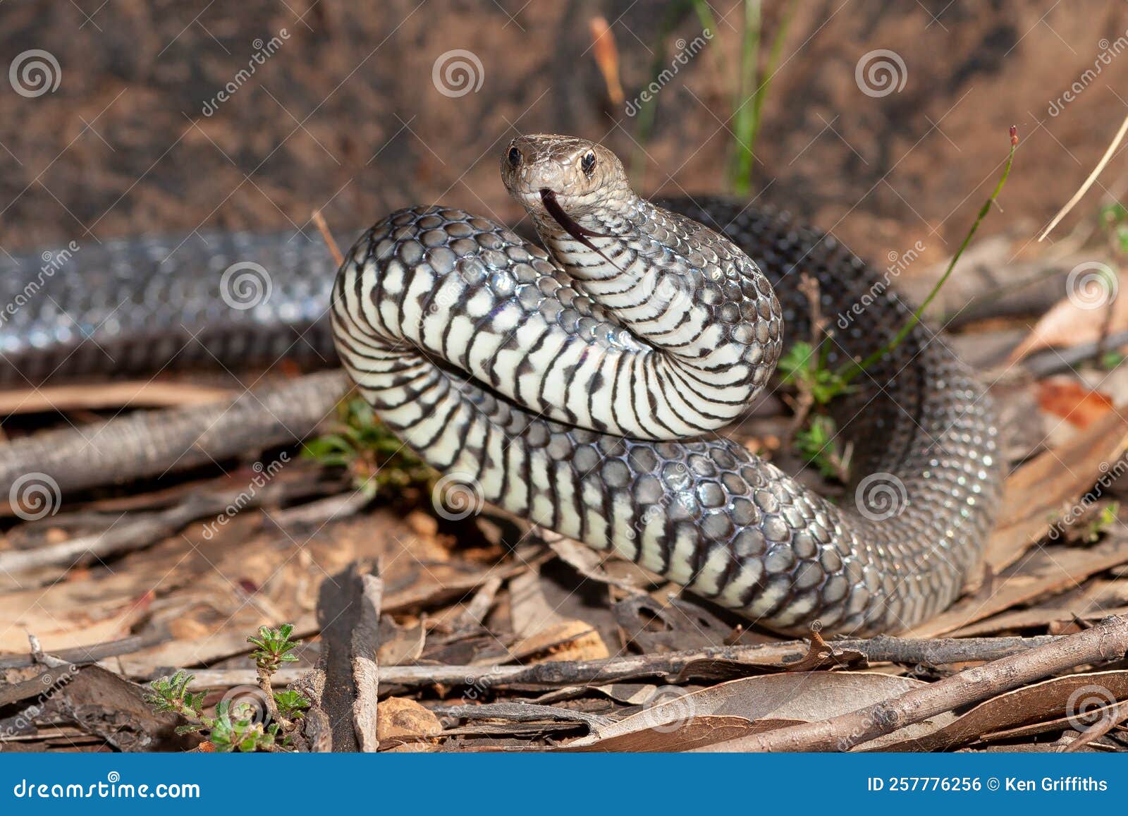 Eastern Brown Snake stock photo. Image of deadly, eastern - 257776256