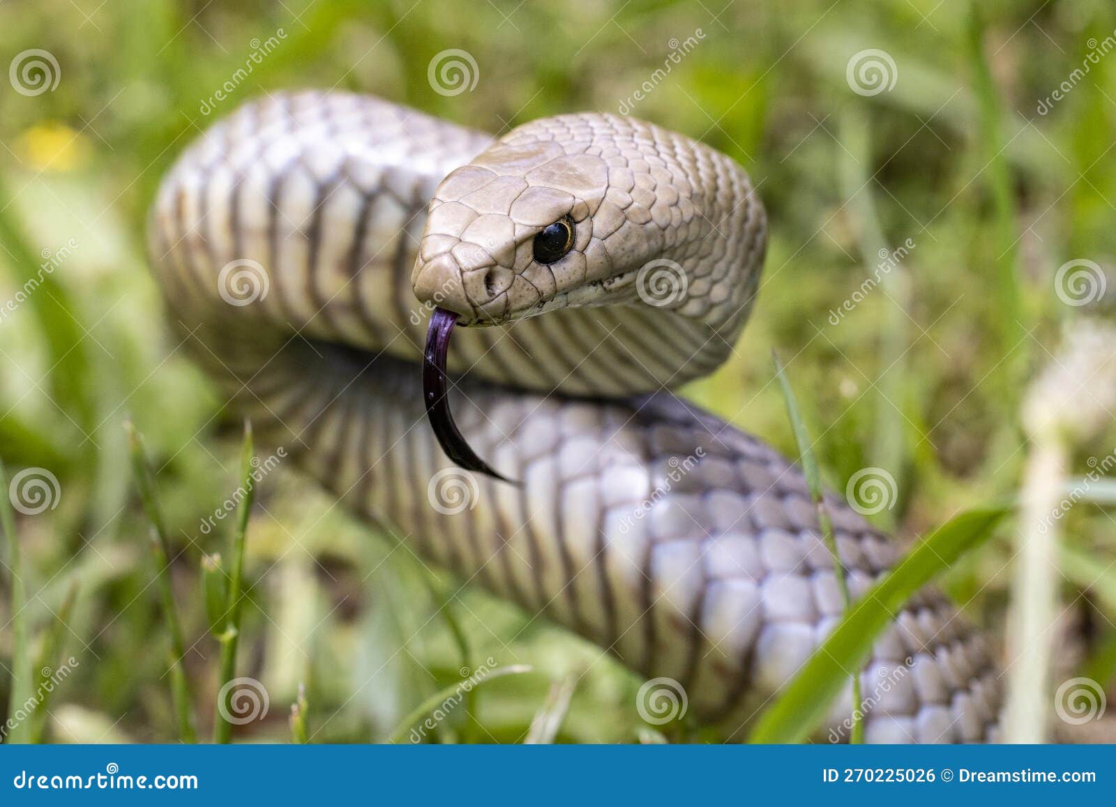 Non-venomous Eastern Fox Snake Pantherophis Vulpinus Also Known As A ...