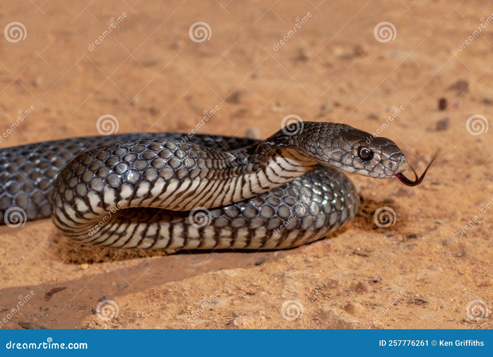 Eastern Brown Snake stock image. Image of brown, australia - 257776261