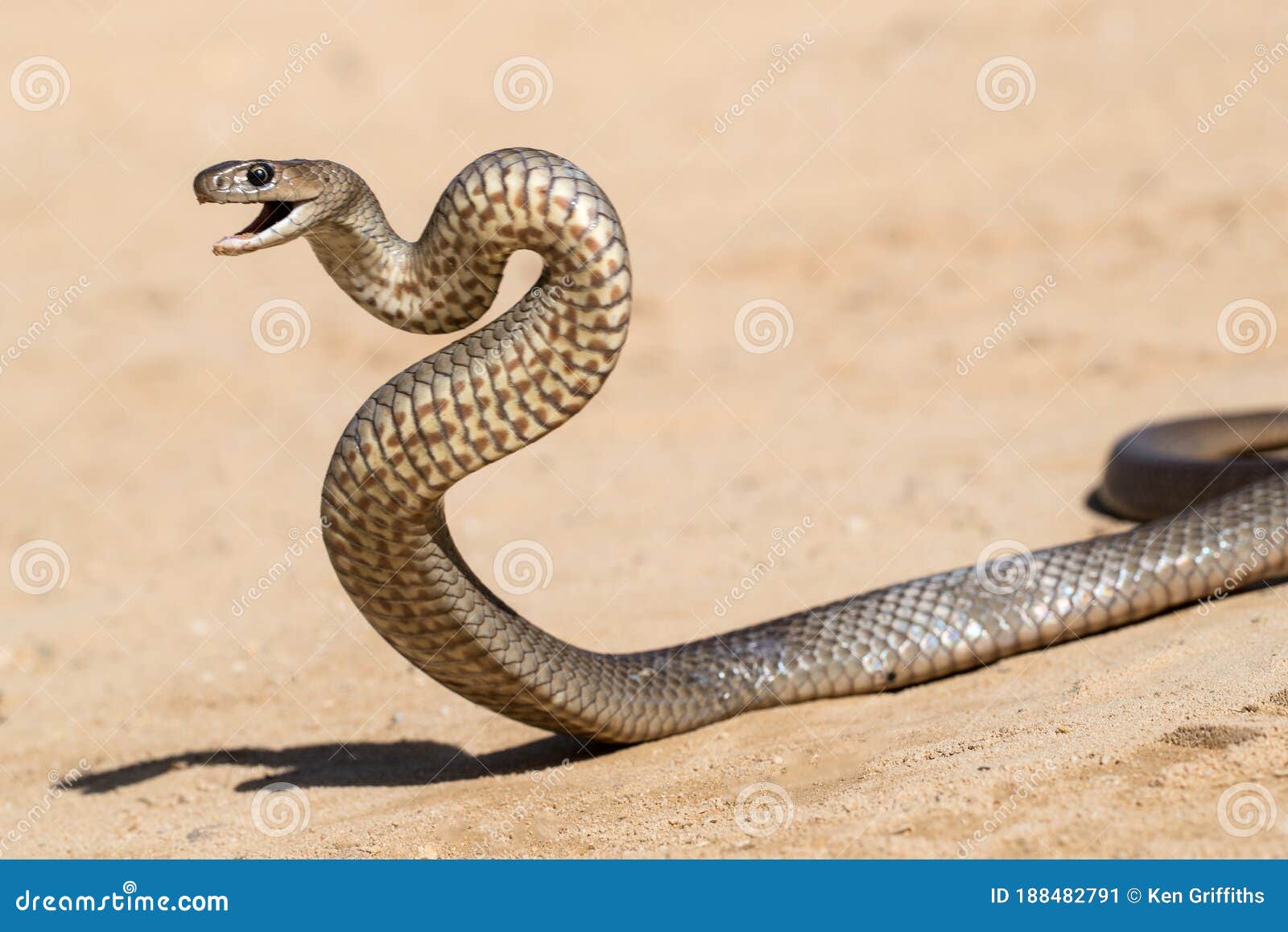 Eastern Brown Snake stock image. Image of deadly, striking - 188482791