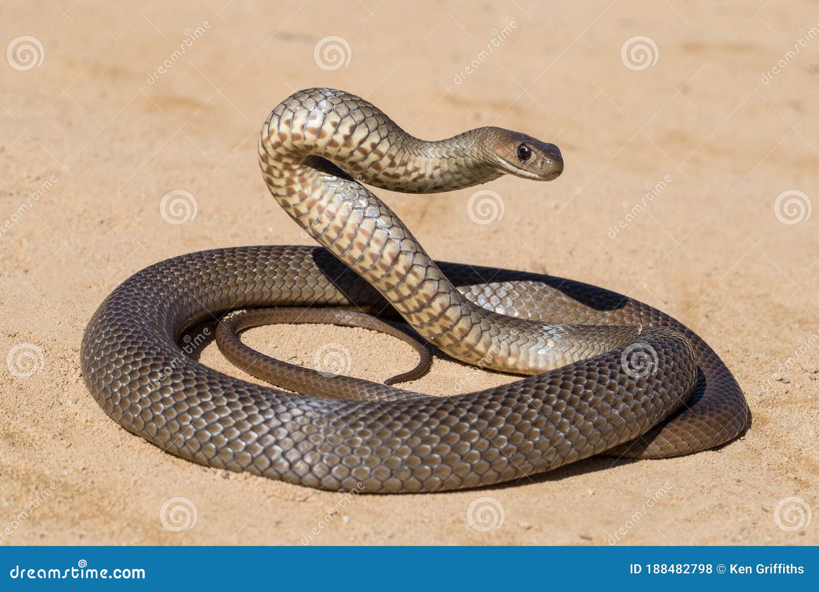 Eastern Brown Snake stock photo. Image of dangerous - 188482798