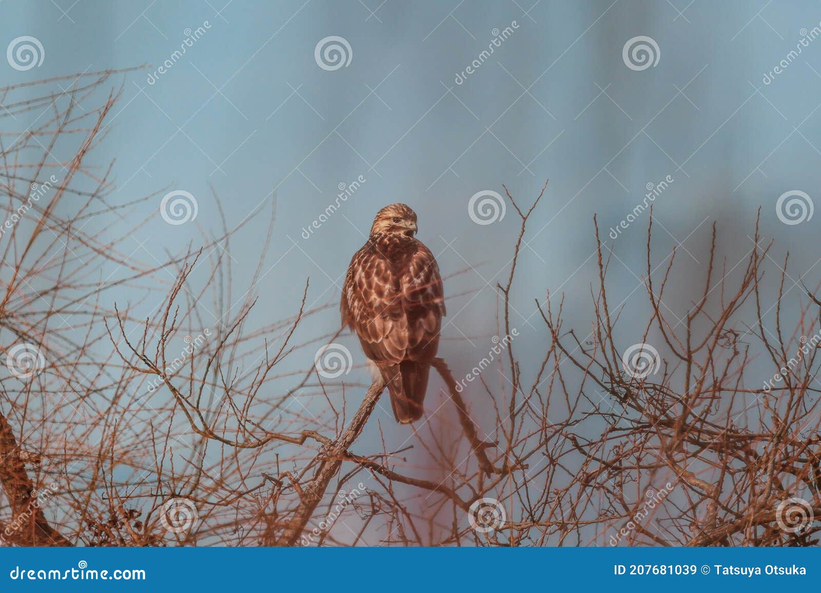 Eastern Buzzard on a Branch of Tree Stock Image - Image of wildlife ...