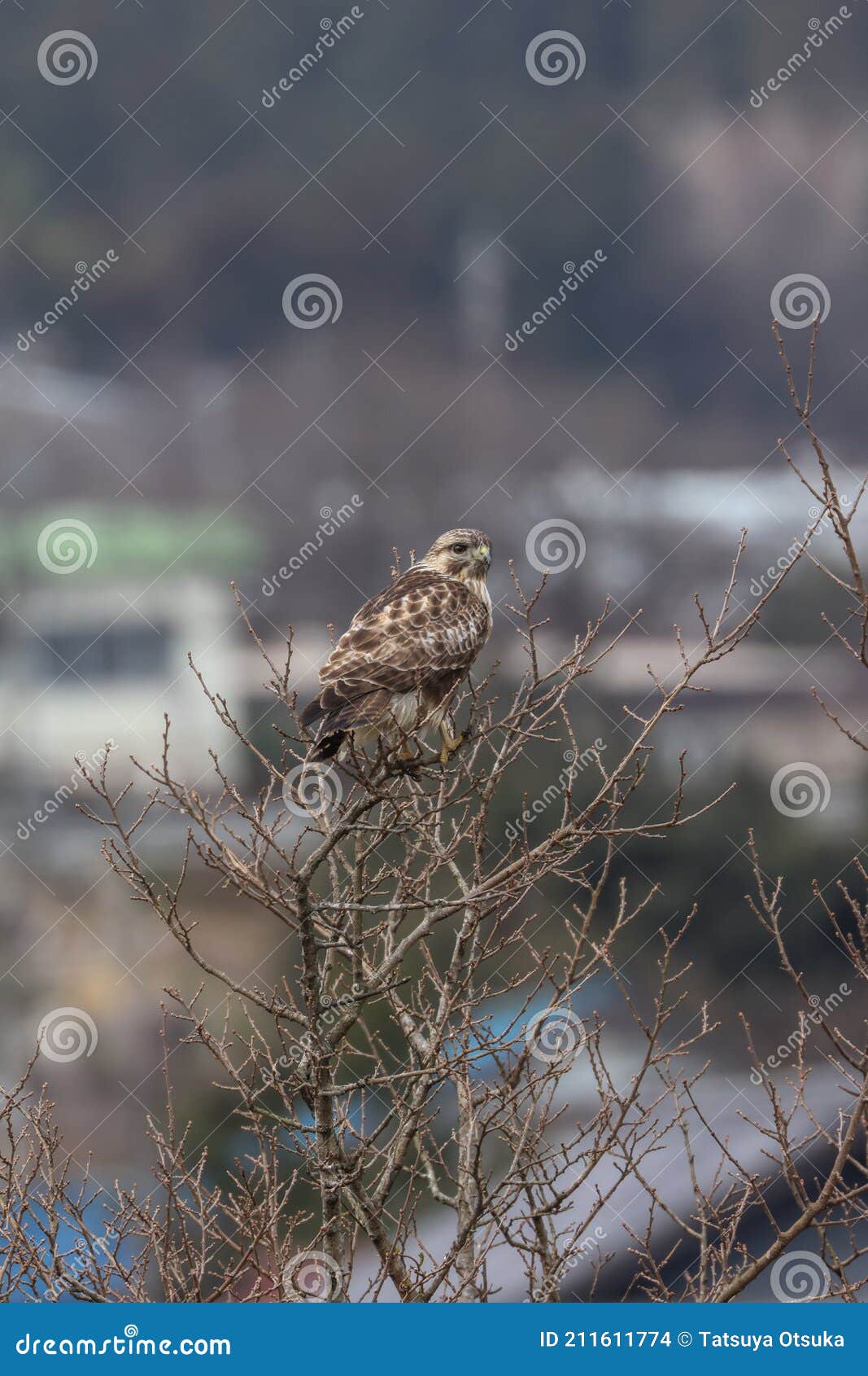 Eastern Buzzard on a Branch of Tree Stock Photo - Image of nature, tree ...