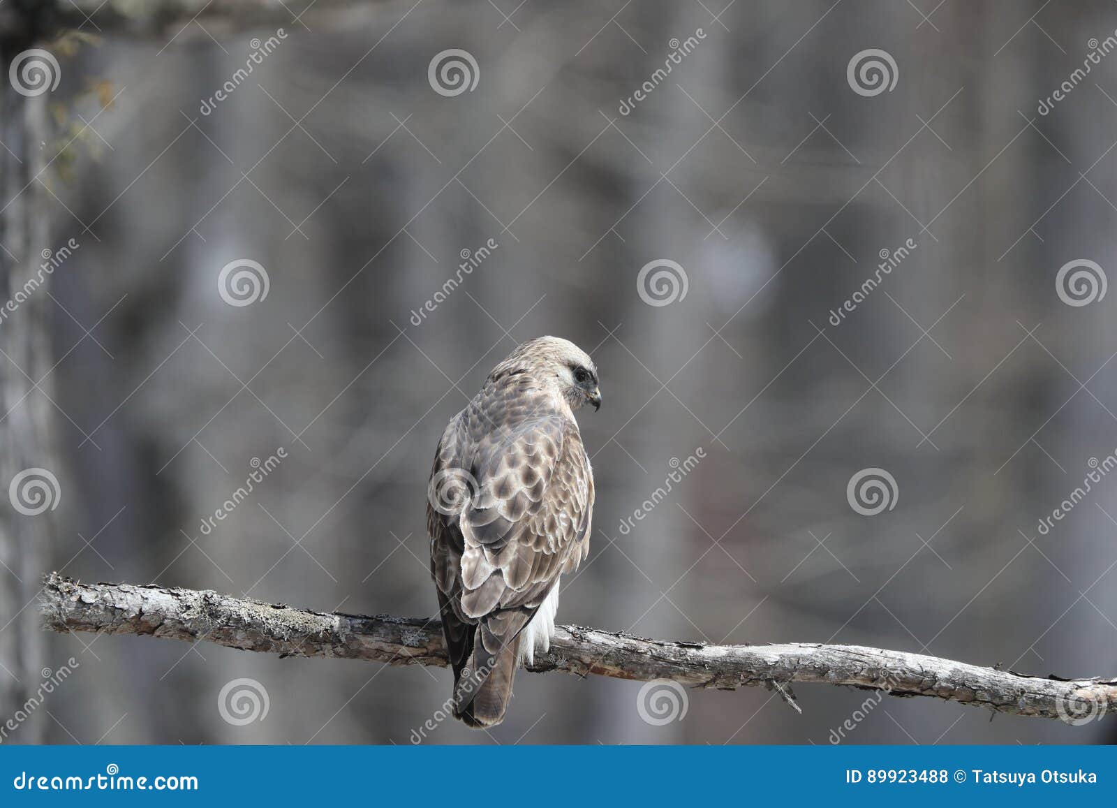 Eastern Buzzard on the Branch of Tree Stock Photo - Image of wildlife ...