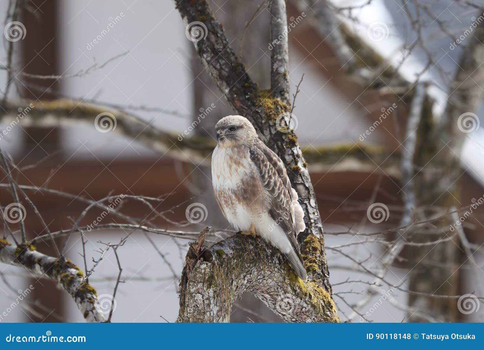 Eastern Buzzard on the Branch of Tree Stock Photo - Image of hawk ...
