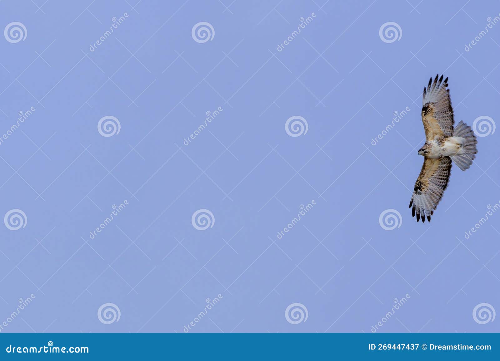 An Eastern Buzzard in Flying. Stock Image - Image of blue, prey: 269447437