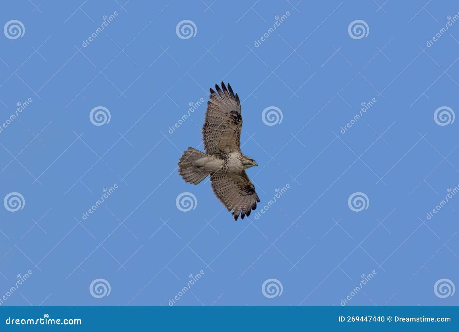 An Eastern Buzzard in Flying. Stock Photo - Image of wildlife, nature ...
