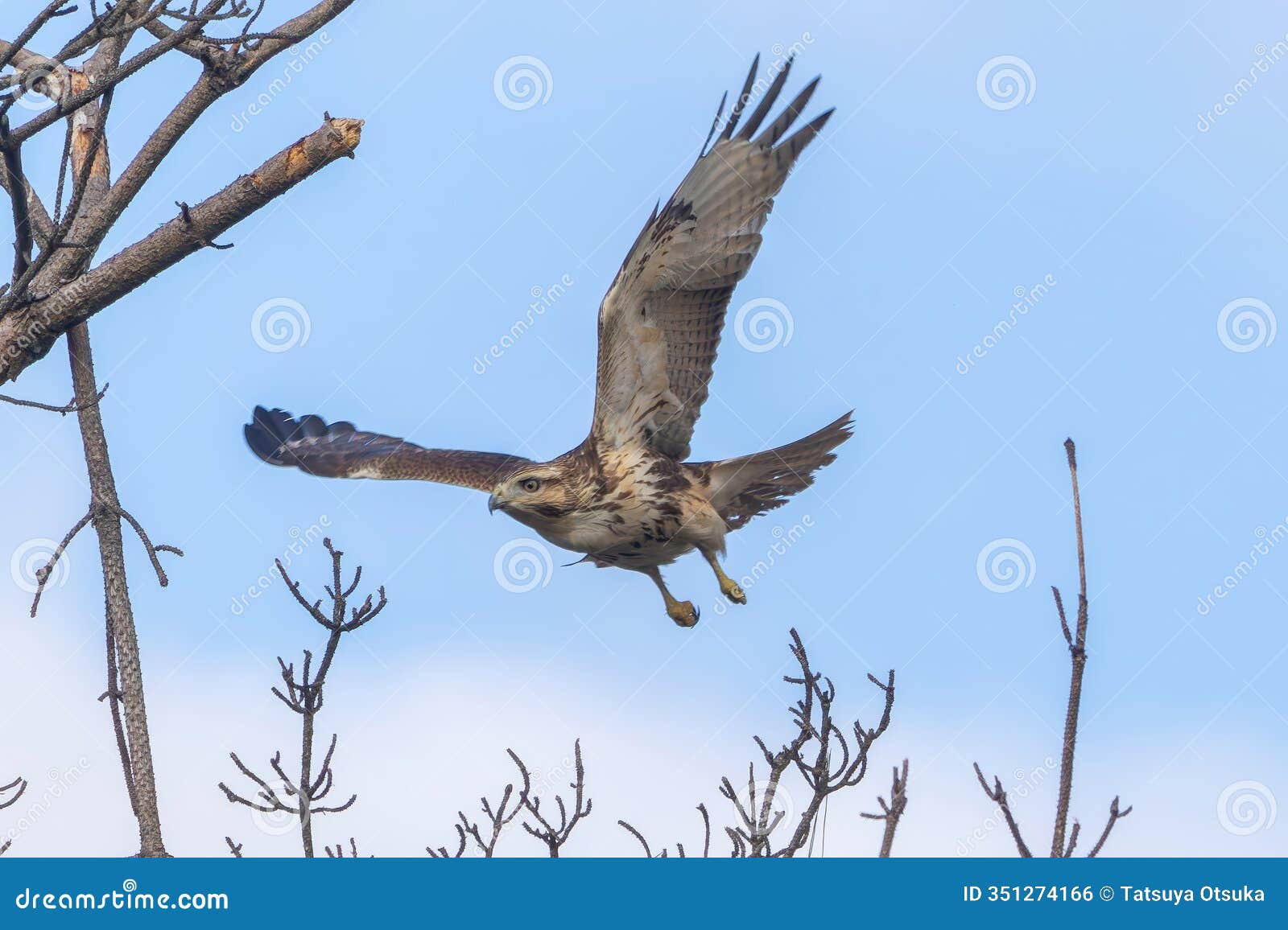 Eastern Buzzard Flying Away from the Tree Stock Photo - Image of bird ...