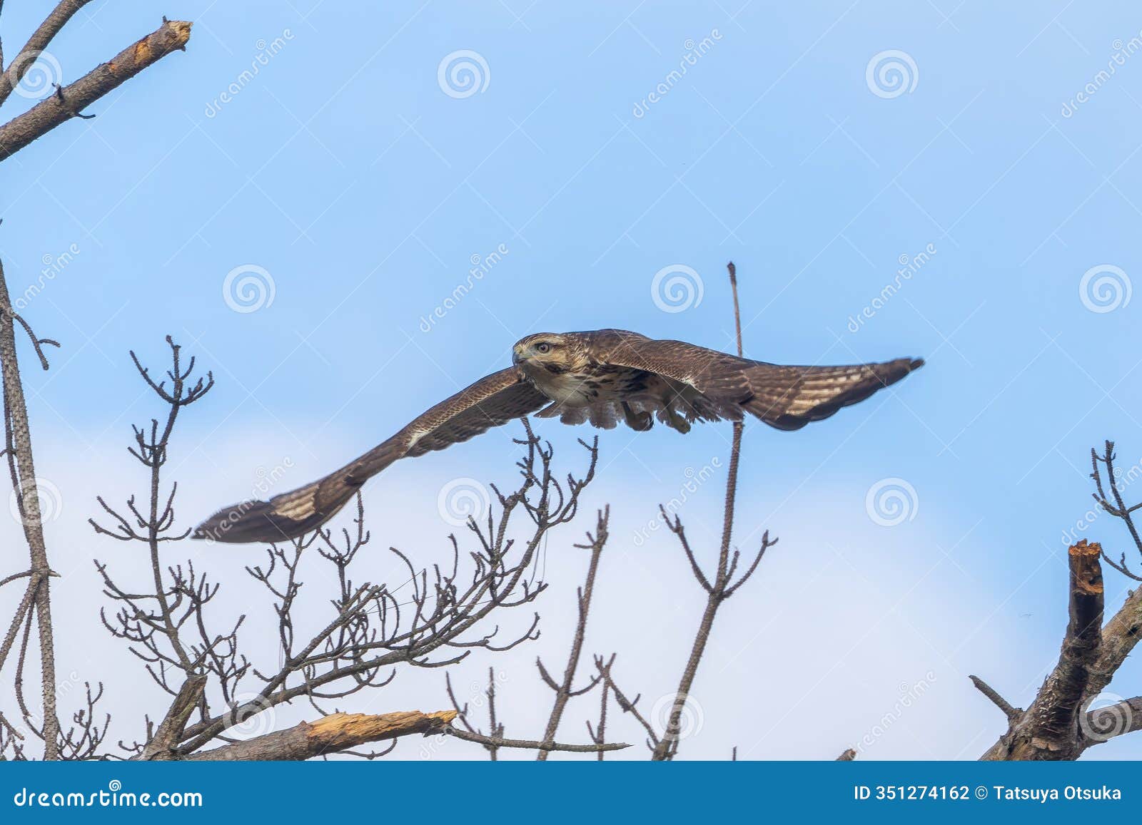 Eastern Buzzard Flying Away from the Tree Stock Photo - Image of flight ...