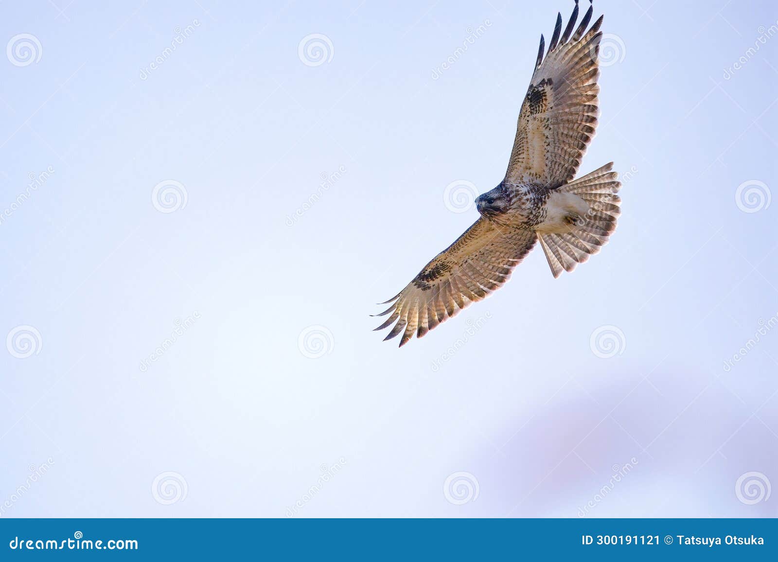 Eastern Buzzard Flying in a Blue Sky Background Stock Image - Image of ...