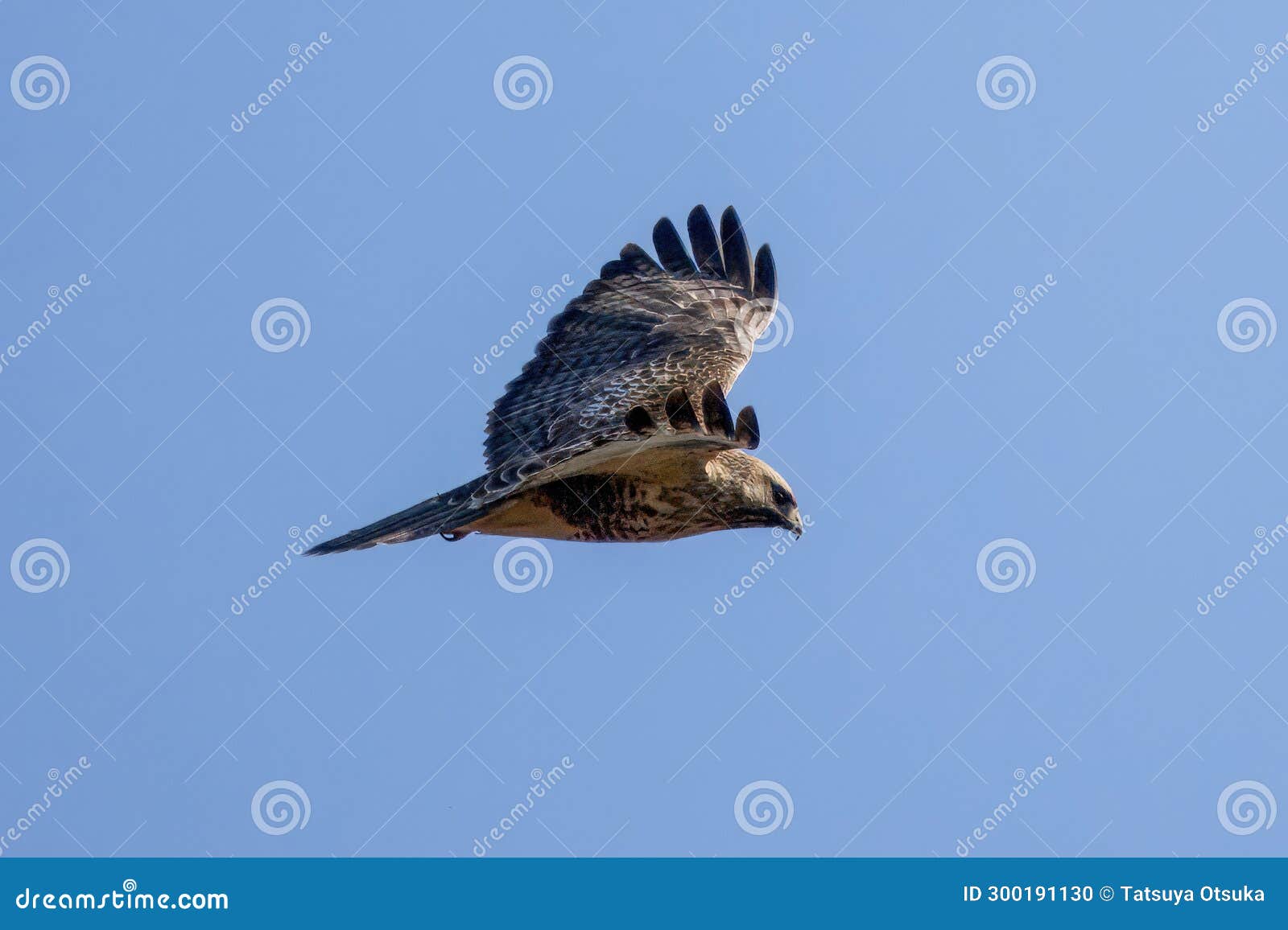 Eastern Buzzard Flying in a Blue Sky Background Stock Photo - Image of ...