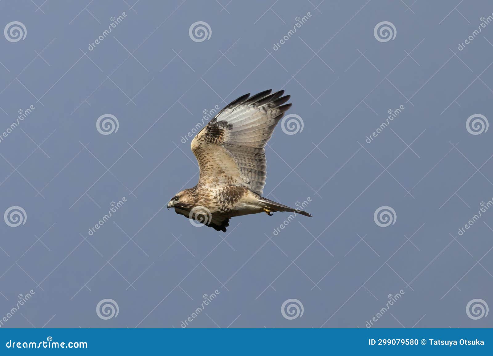 Eastern Buzzard Flying in a Blue Sky Background Stock Photo - Image of ...