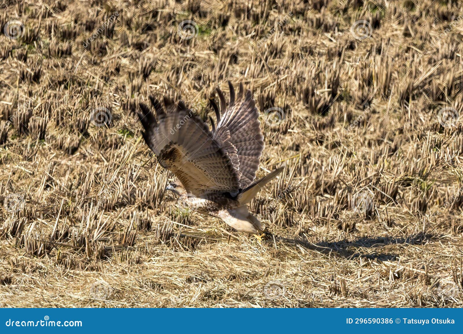 Eastern Buzzard Flying Out of the Rice Field Stock Photo - Image of ...