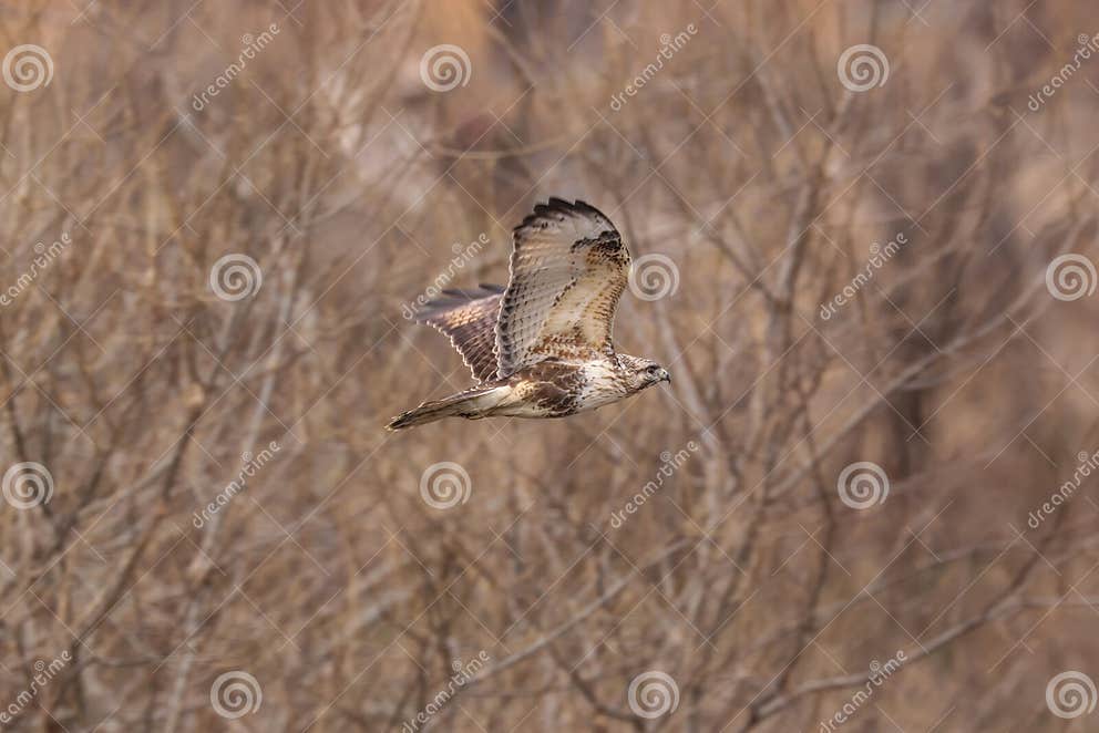 An Eastern Buzzard in Flying Stock Photo - Image of nature, hawk: 211871346