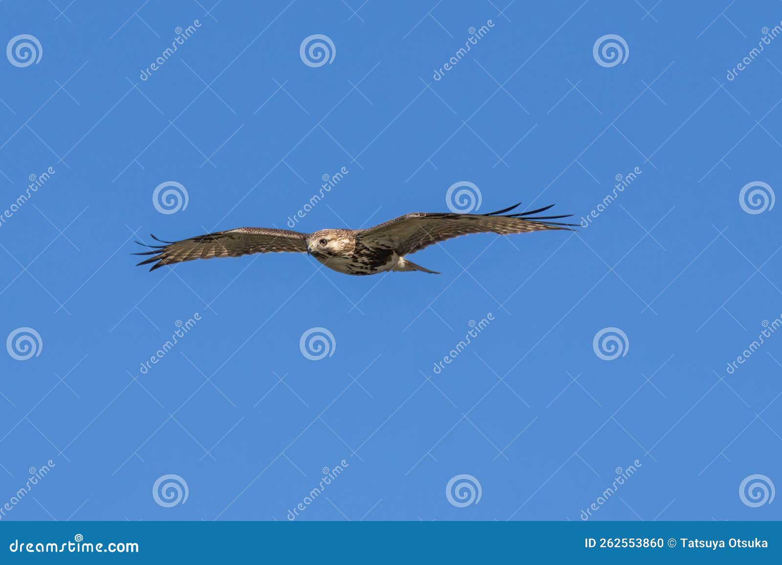 An Eastern Buzzard in Flying. in the Sky. Stock Photo - Image of glide ...