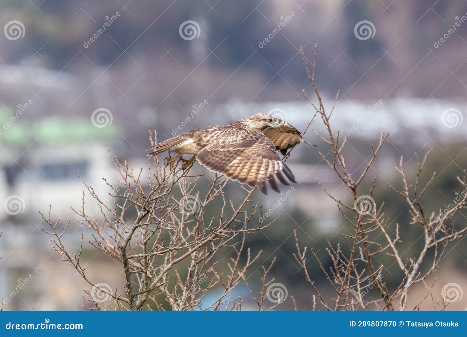 An Eastern Buzzard in Flying in the Sky Stock Photo - Image of wing ...