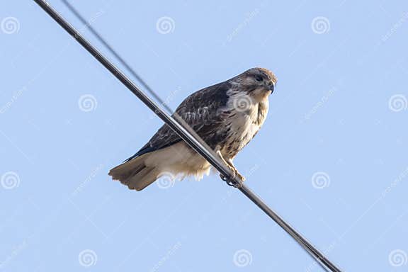 Eastern Buzzard Perching on a Electrical Wire. Stock Image - Image of ...