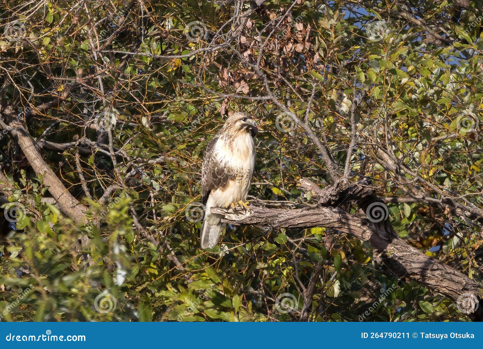 Eastern Buzzard Resting on the Branch of Tree. Stock Image - Image of ...