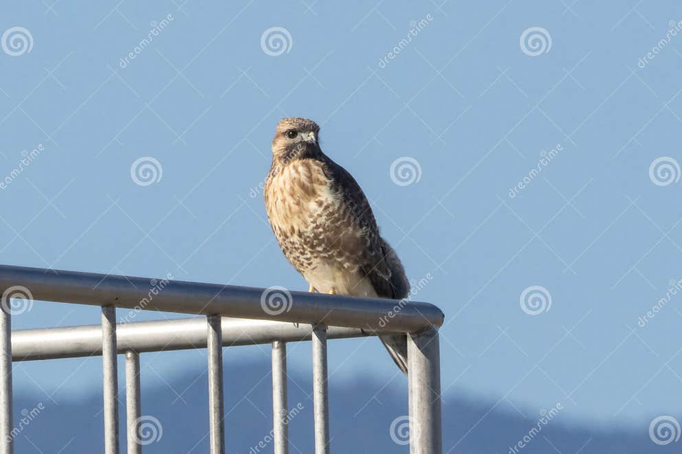 Eastern Buzzard Resting on the Fence Stock Photo - Image of wildlife ...