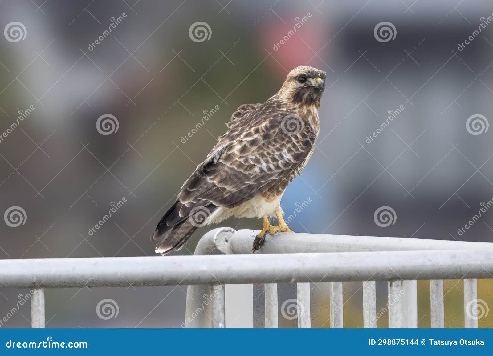 Eastern Buzzard Resting on the Fence Stock Photo - Image of buzzard ...
