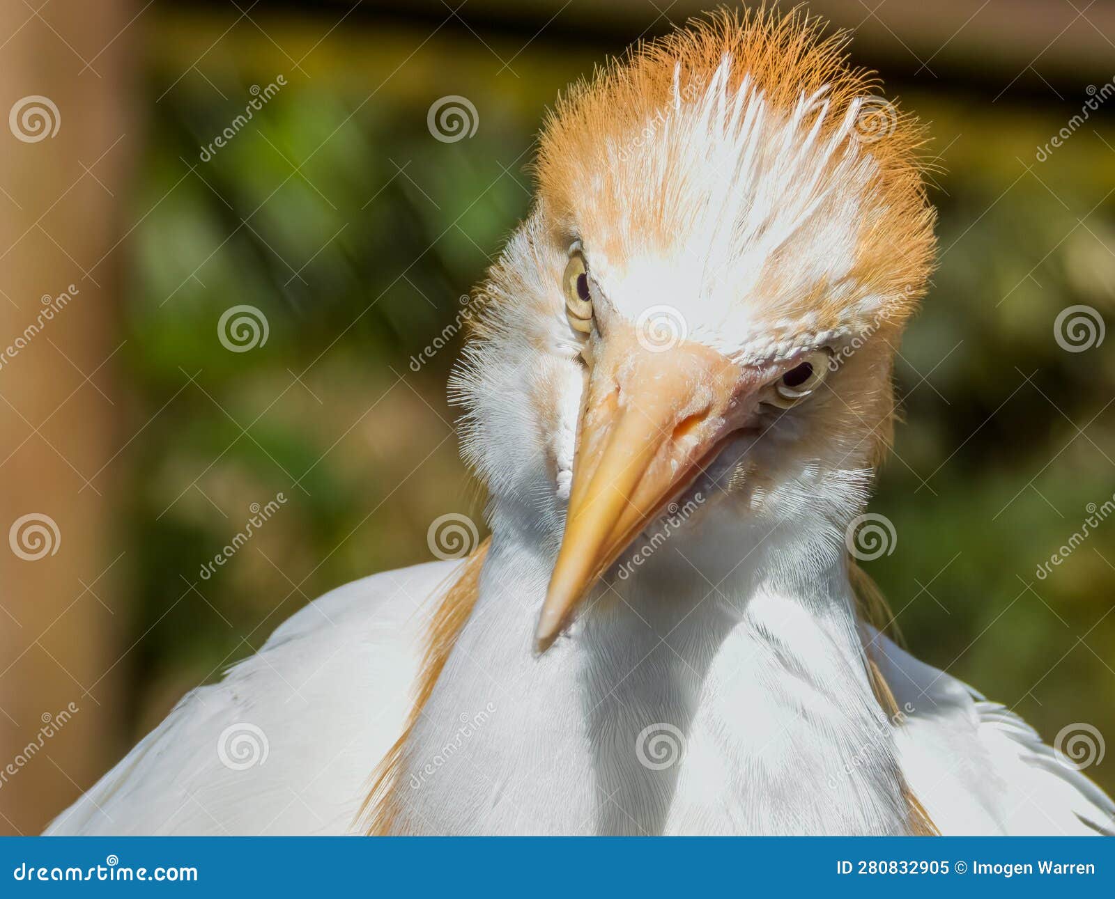 Eastern Cattle Egret in Australia Stock Image - Image of australasia ...