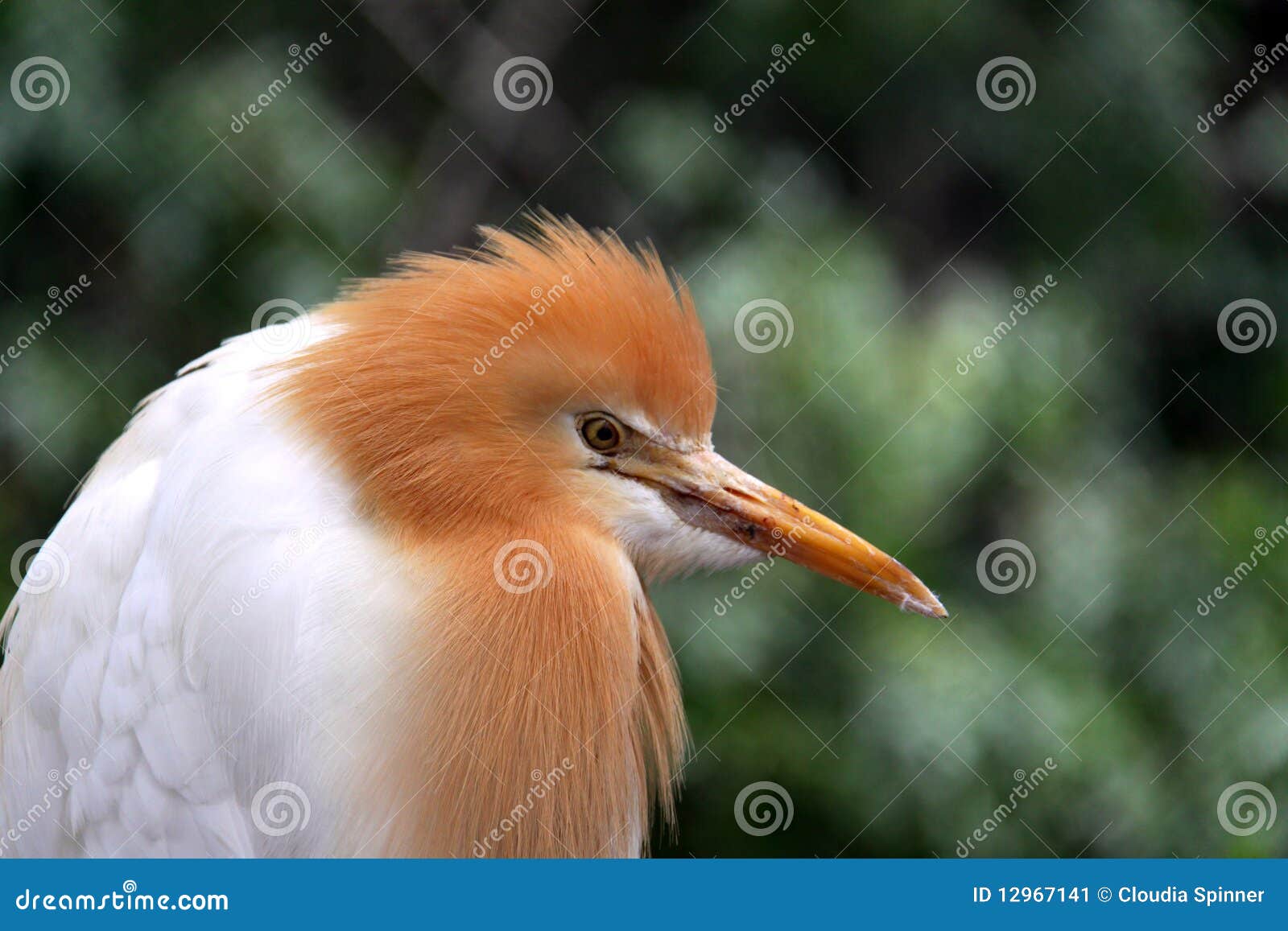 Eastern Cattle Egret in Breeding Season Plumage Stock Image - Image of ...